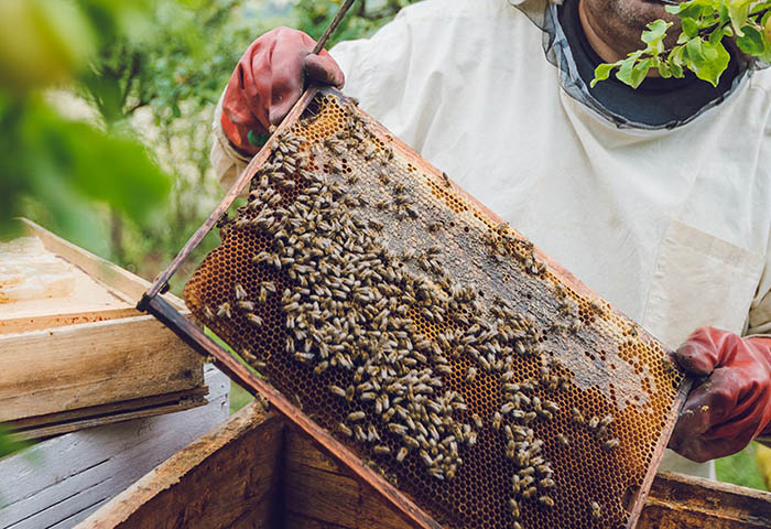 20 de mayo, Día Mundial de las Abejas