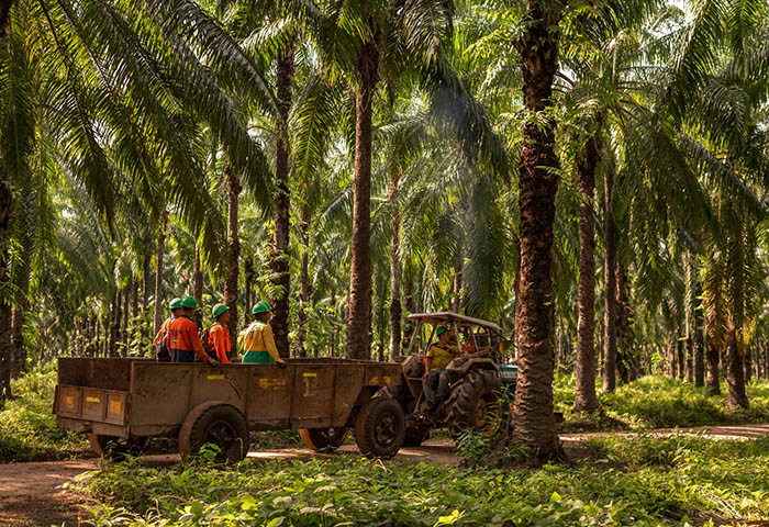 Grupo Daabon celebra 15 años de la certificación RSPO